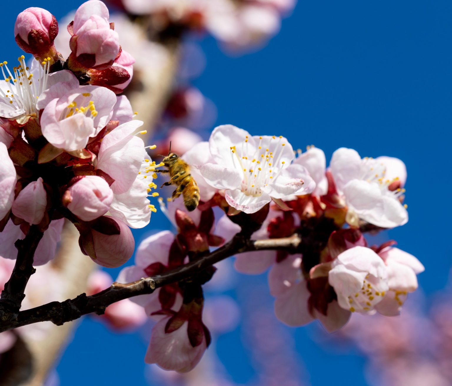 Planting apples 2011 – King Orchards