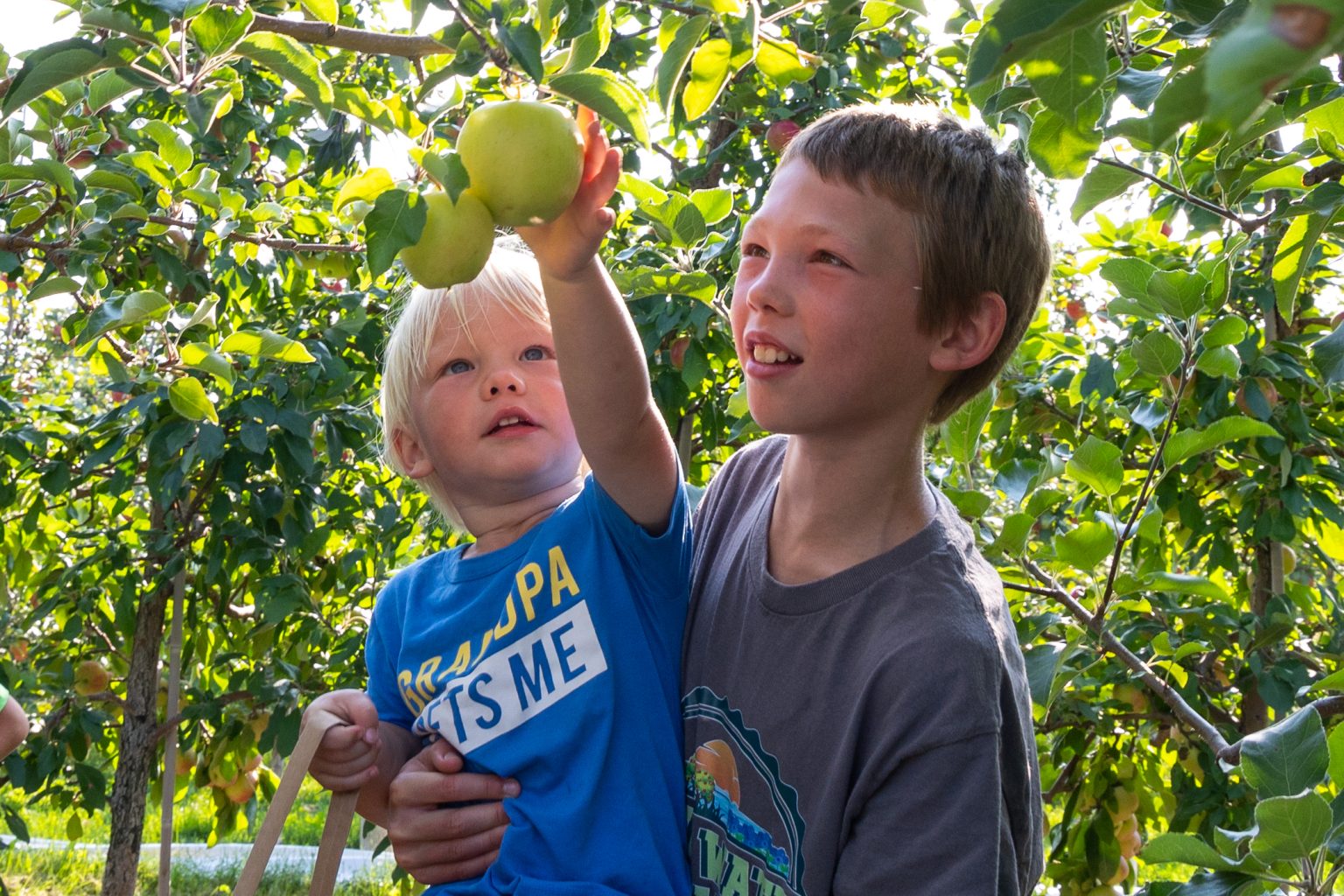 King Orchards – King Orchards